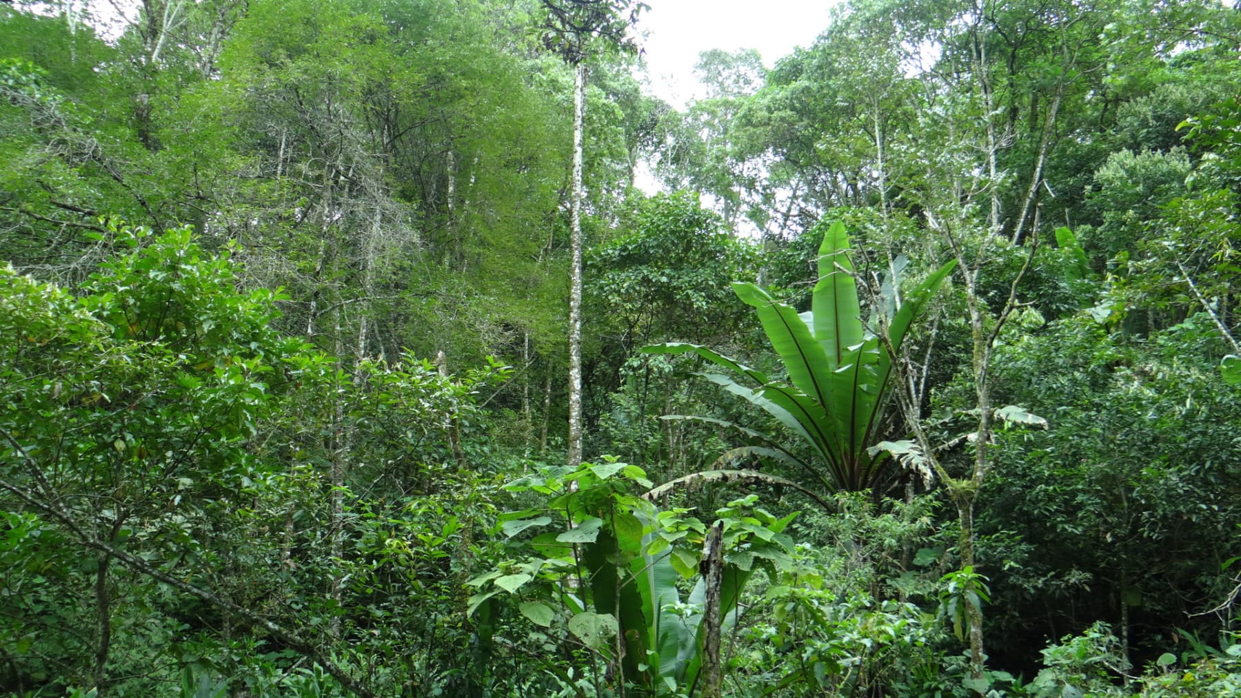 Las personas detrás de la recuperación del bosque en Costa Rica - Ojo ...