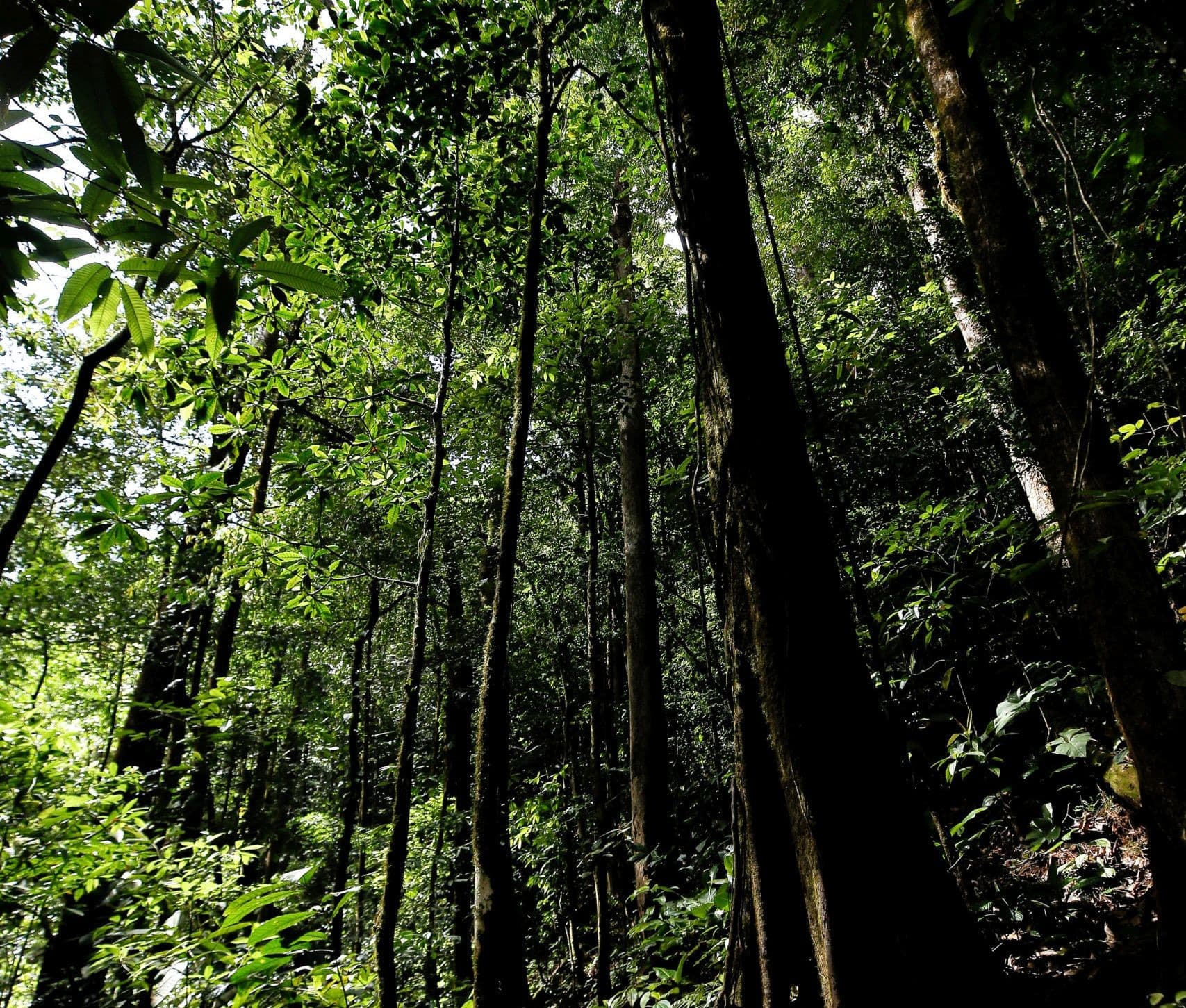 Ecosistemas terrestres pasarían de ser sumideros a fuentes de carbono ...